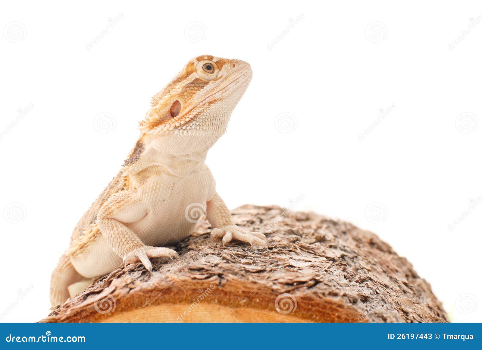 Bearded Dragon stock image. Image of small, little, basking - 26197443