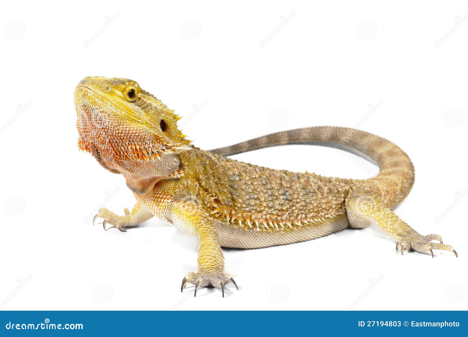 Bearded Dragon Stock Photos - Image: 27194803