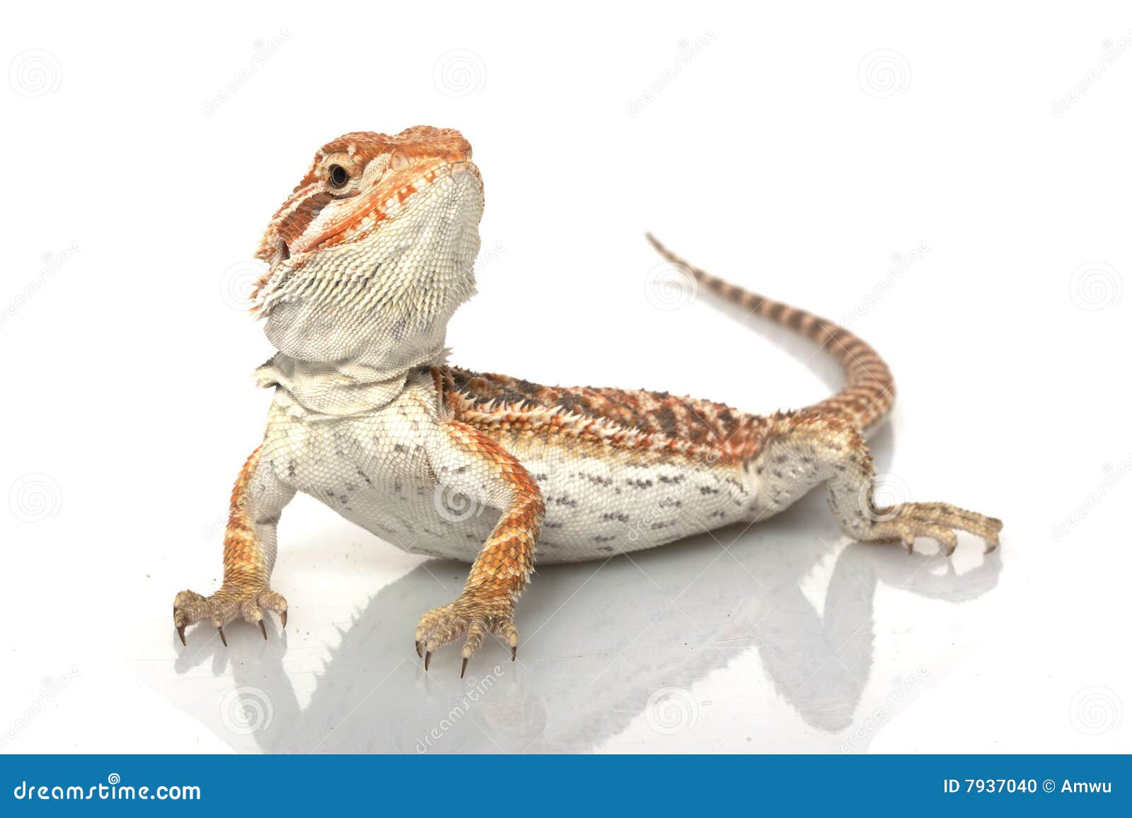 Bearded Dragon stock photo. Image of cute, bearded, species - 7937040