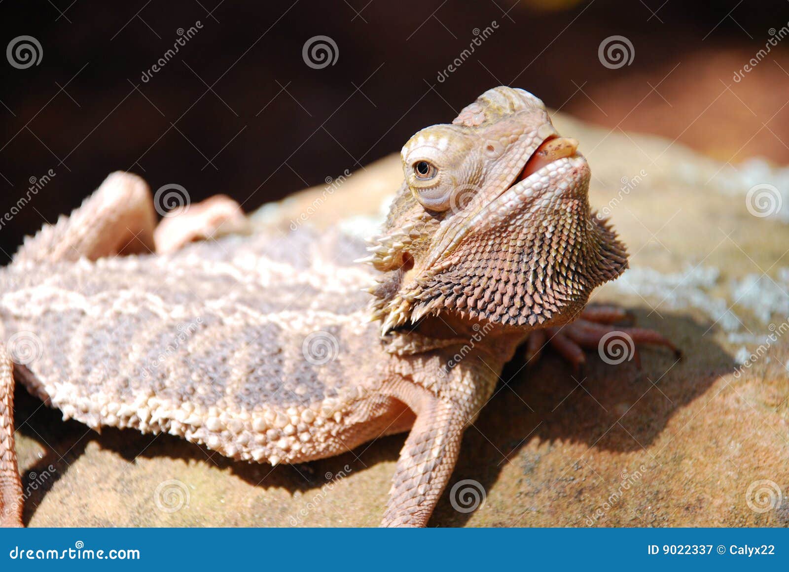Bearded Dragon Bite Wound