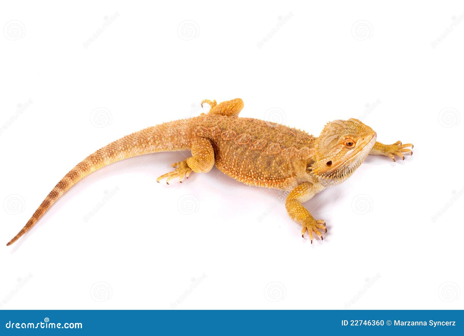 Bearded Dragon Agama Lizard Stock Photo - Image of agama, isolated ...