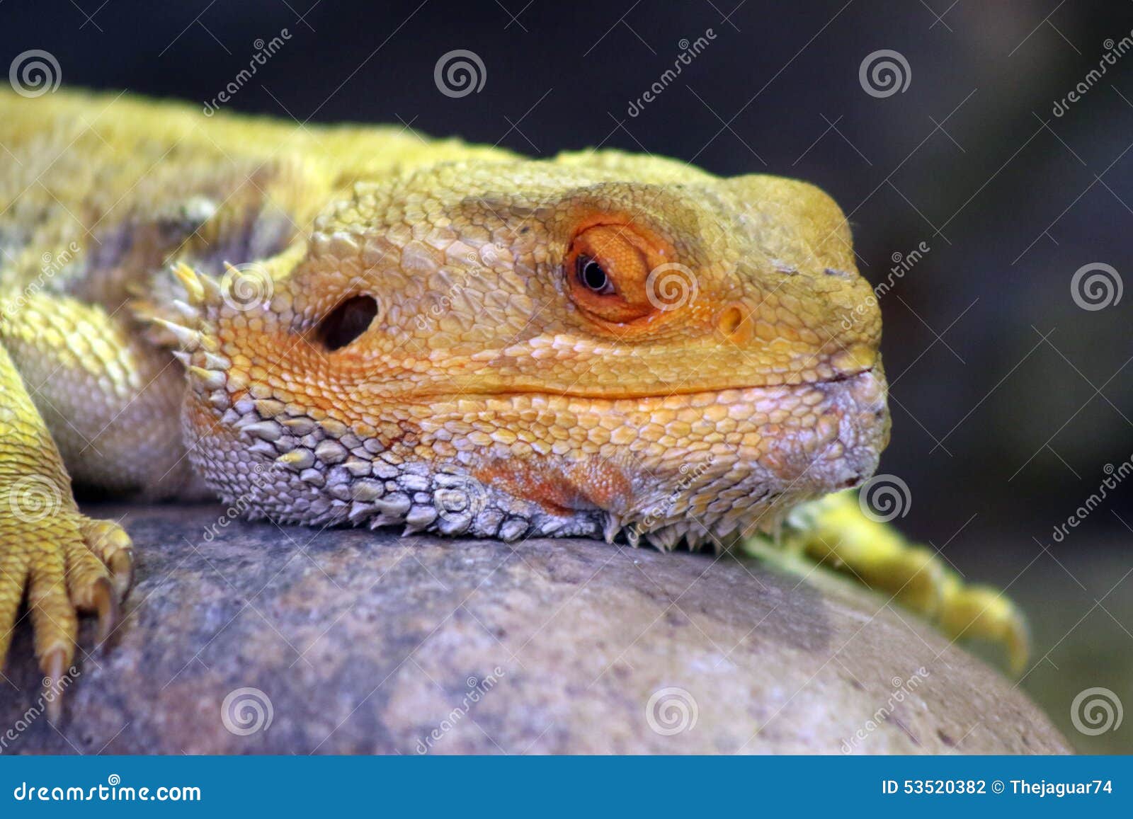 Bearded dragon stock photo. Image of peafoel, india, congo - 53520382