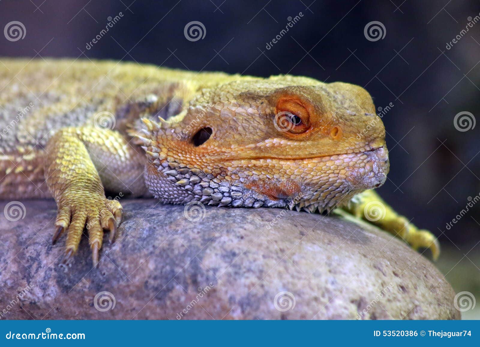 Bearded dragon stock photo. Image of peafoel, bearded - 53520386