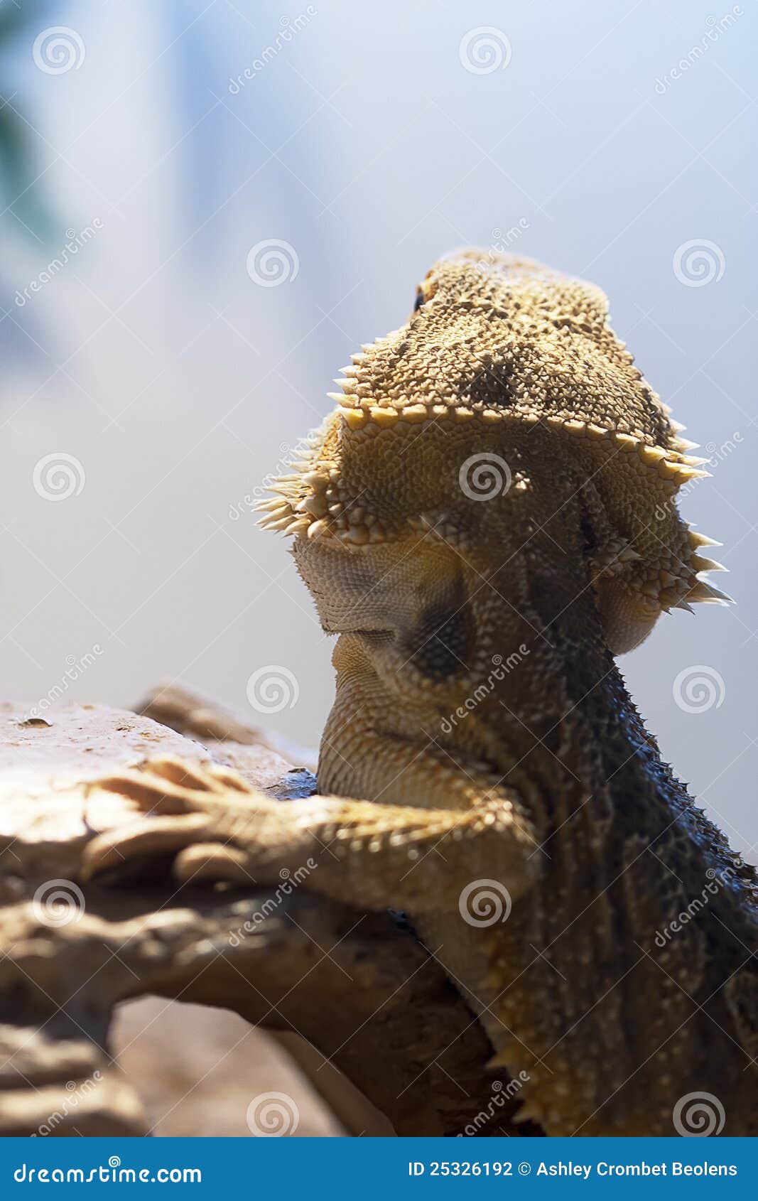 Bearded dragon back stock photo. Image of orange, cream - 25326192