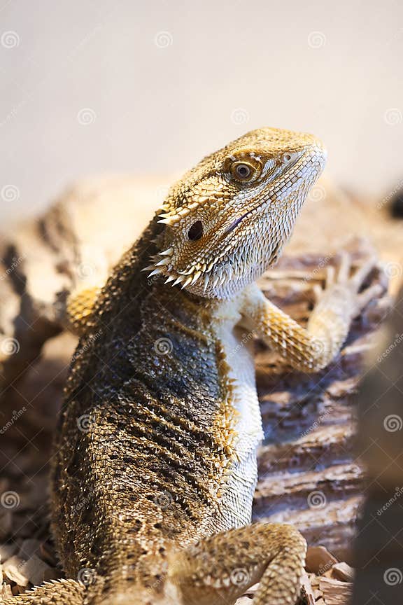 Bearded dragon back stock image. Image of dragon, animal - 25326277