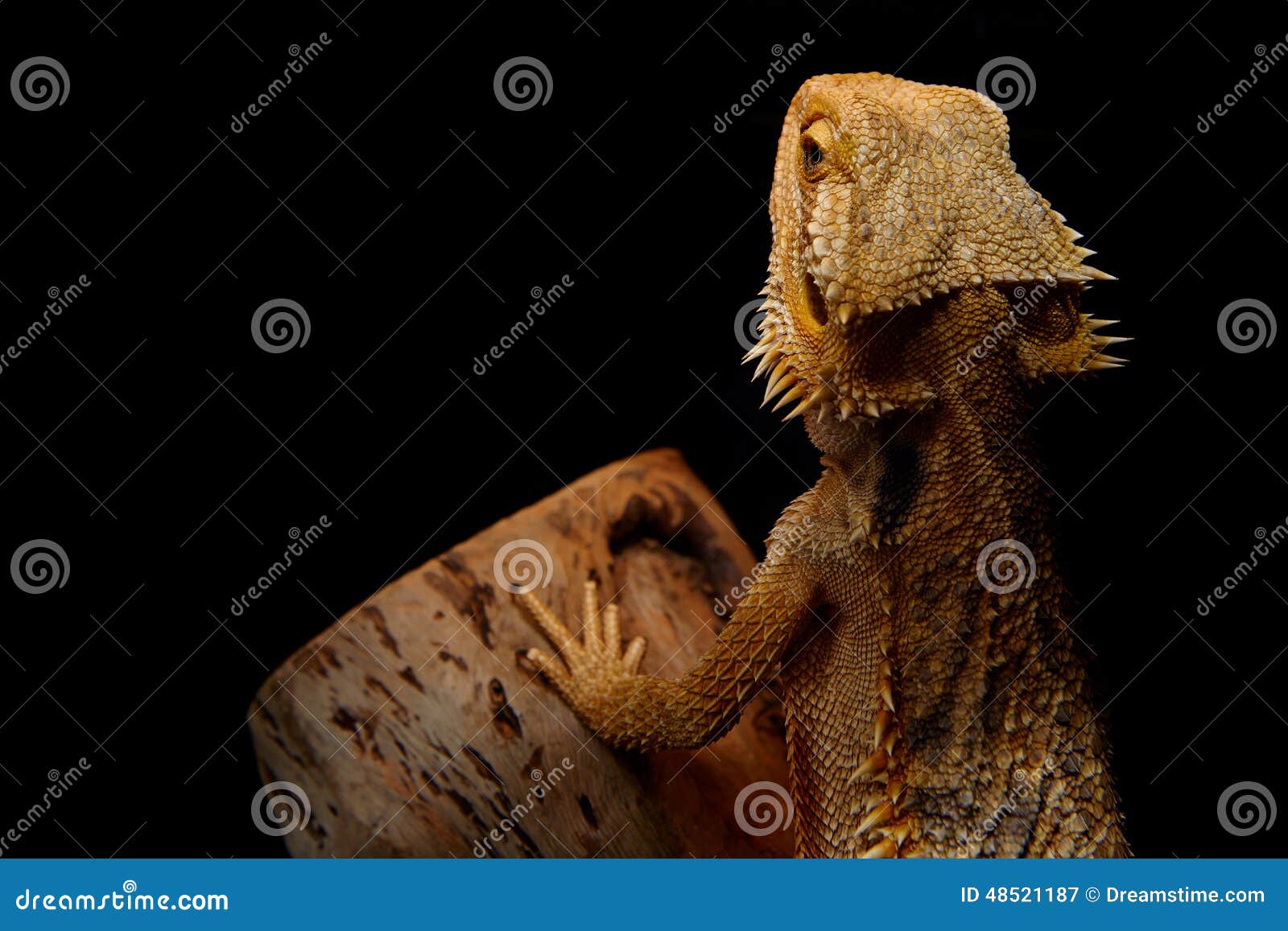 Bearded Dragon Basking stock image. Image of posed, bearded - 48521187