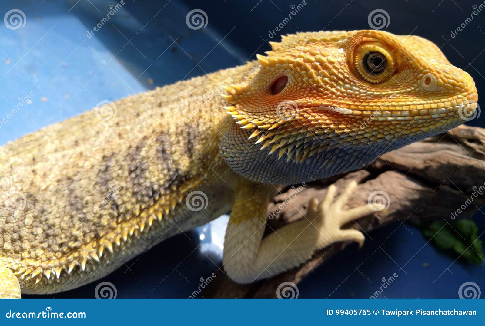 Bearded dragon basking stock image. Image of sunlight - 99405765