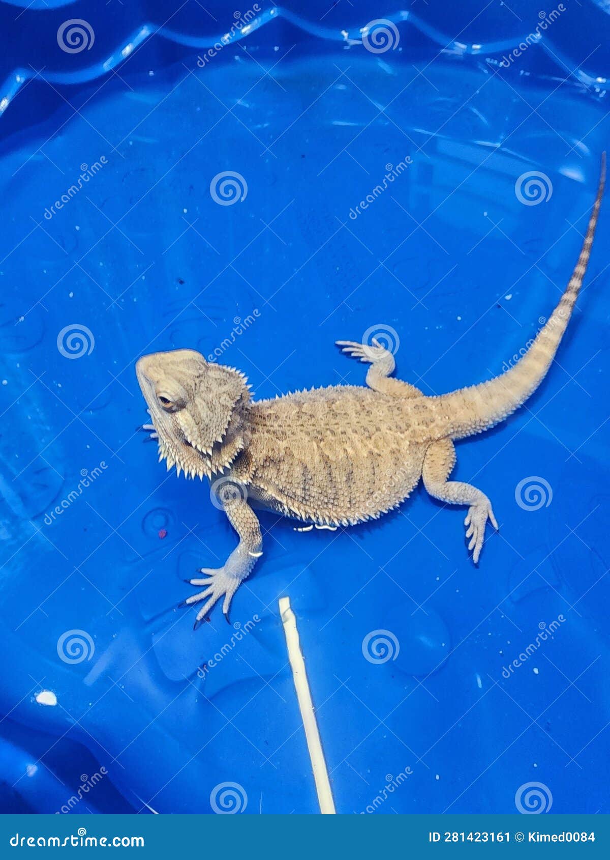 Bearded Dragon Bath Time in Kiddy Pool Stock Image - Image of kiddy ...
