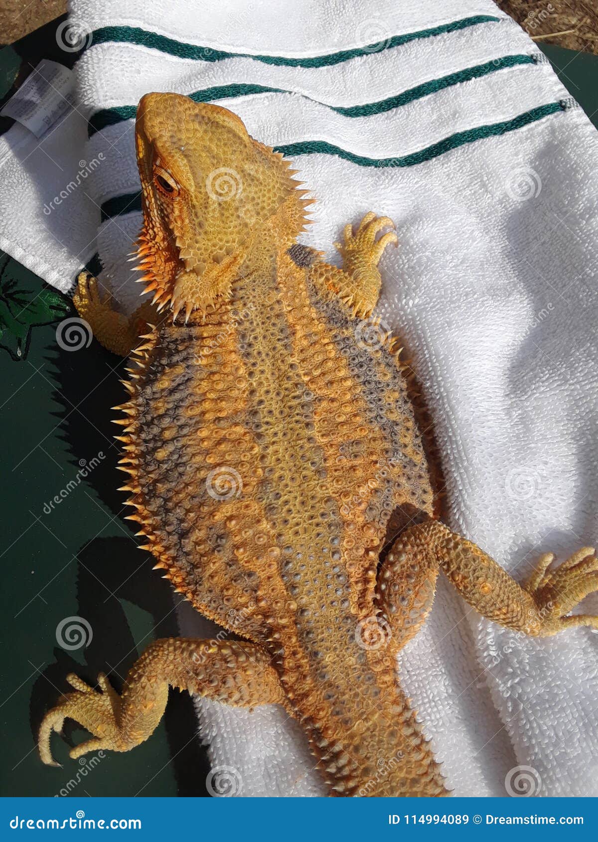 Bearded dragon stock image. Image of dragon, basking - 114994089