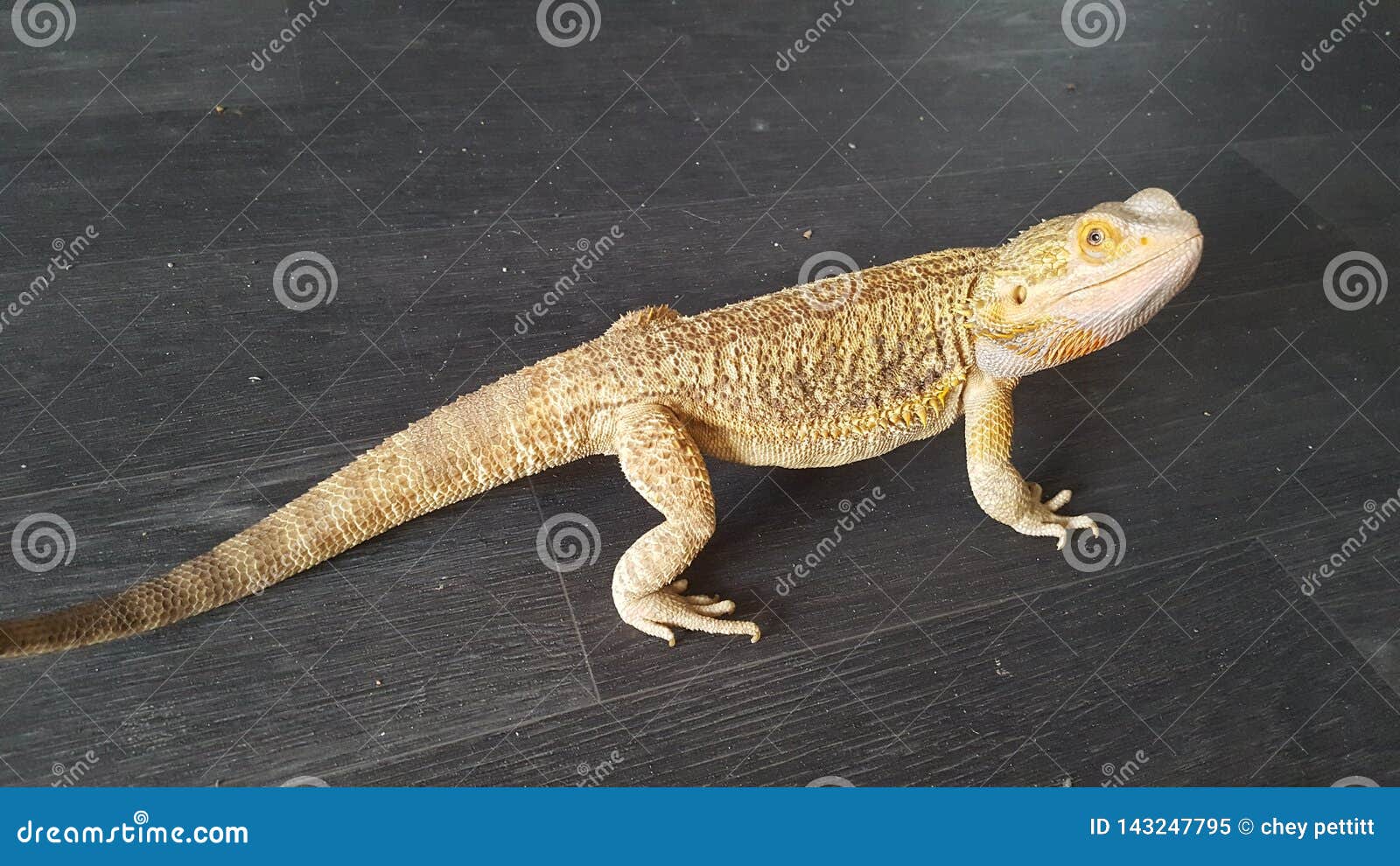 Bearded dragon stock image. Image of beardie, scales - 143247795