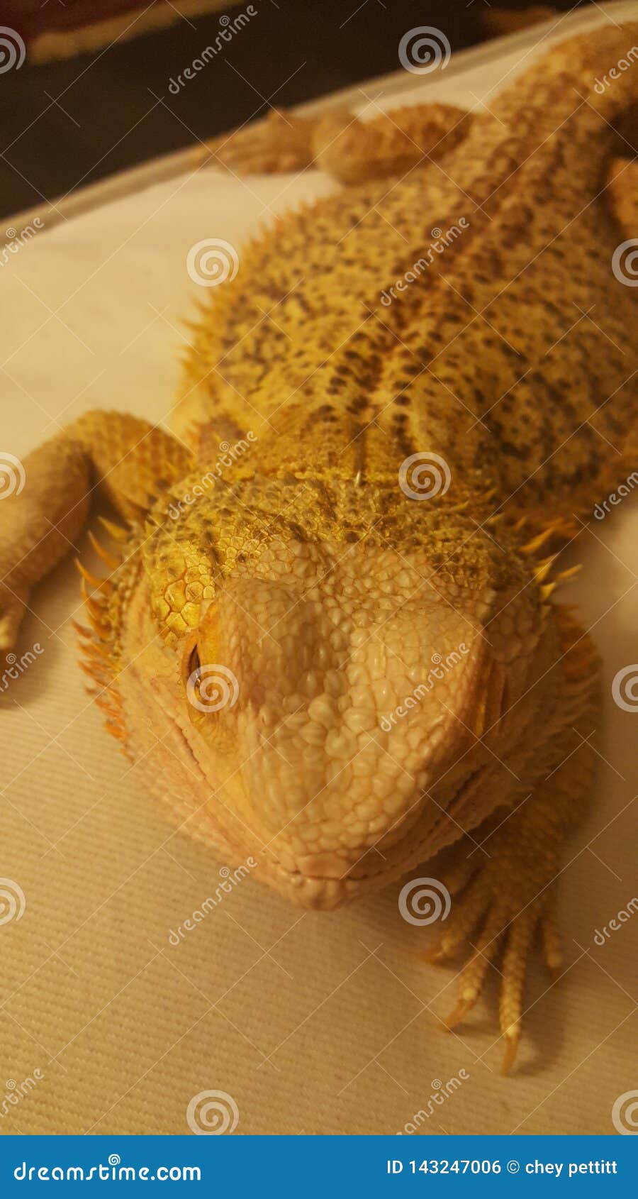 Bearded dragon stock photo. Image of bearded, dragon - 143247006