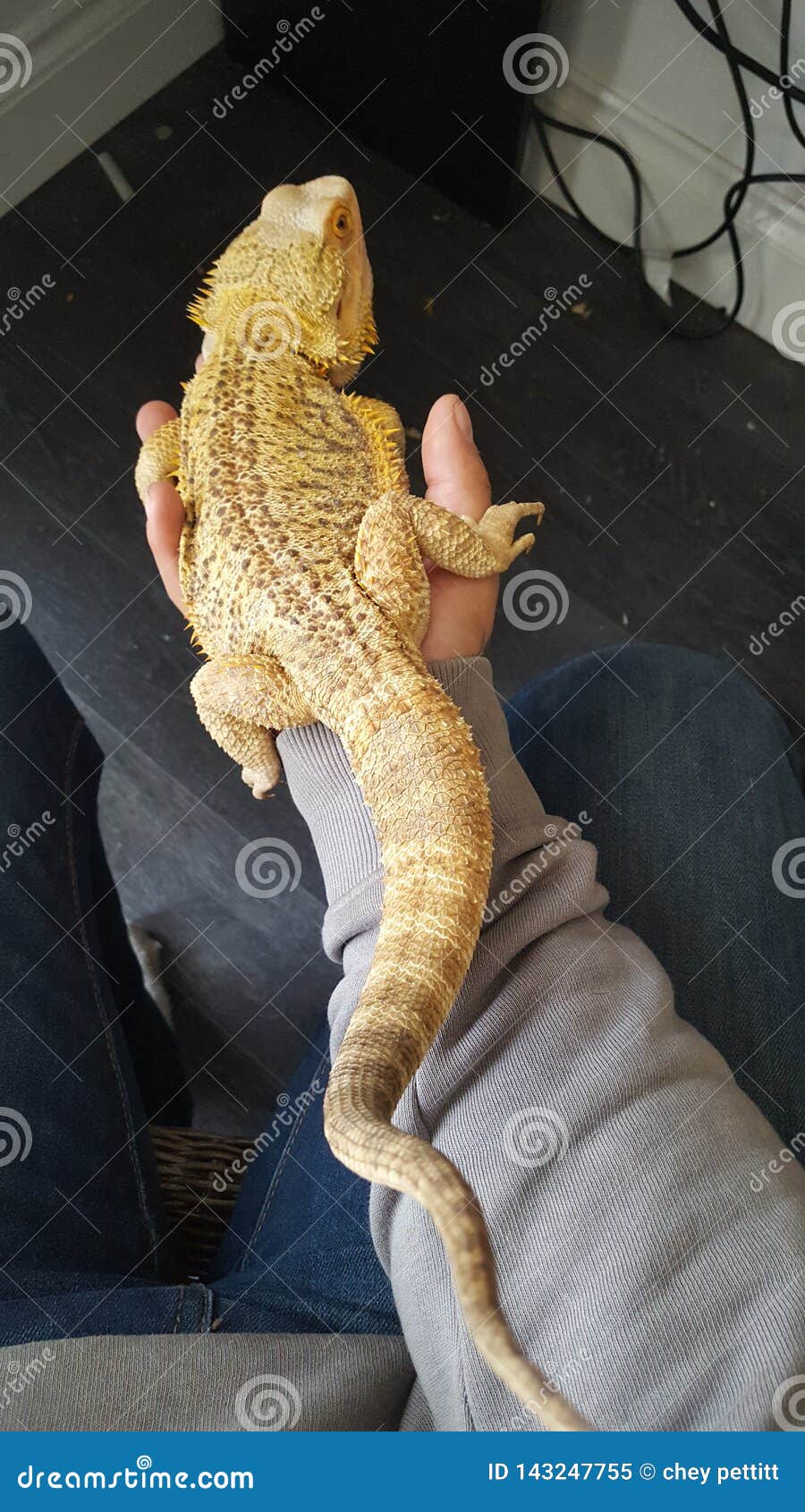 Bearded dragon stock image. Image of scales, bearded - 143247755