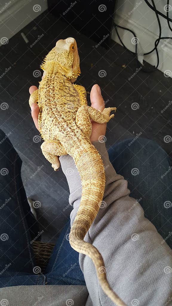 Bearded dragon stock image. Image of scales, bearded - 143247755