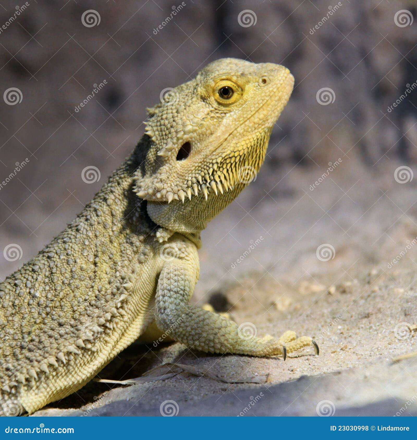 Bearded Dragon close up stock photo. Image of close, pogona - 23030998