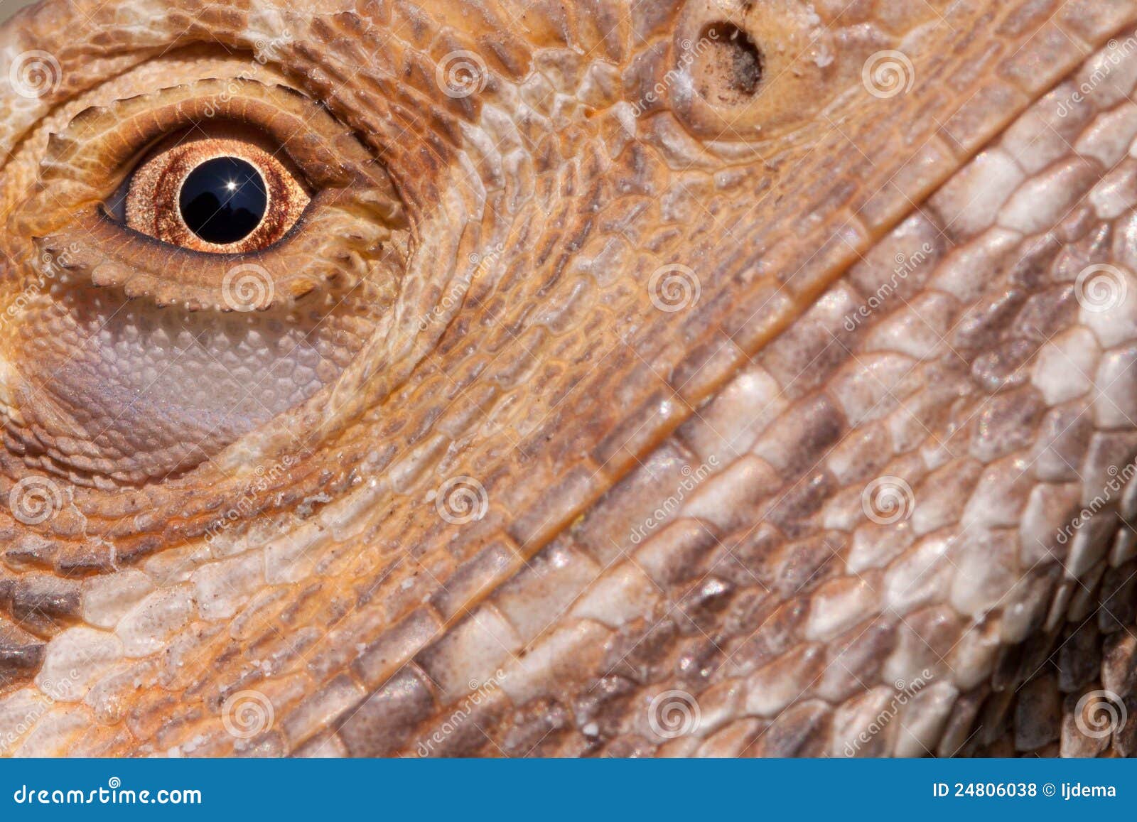 Bearded Dragon close-up stock photo. Image of pogona - 24806038