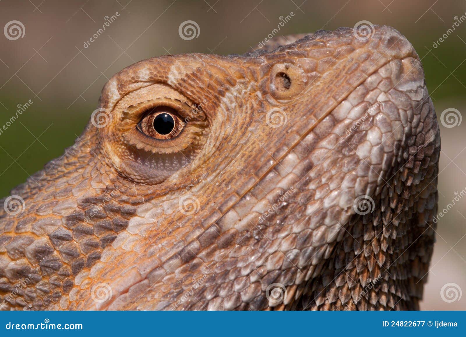 Bearded Dragon close-up stock image. Image of animal - 24822677