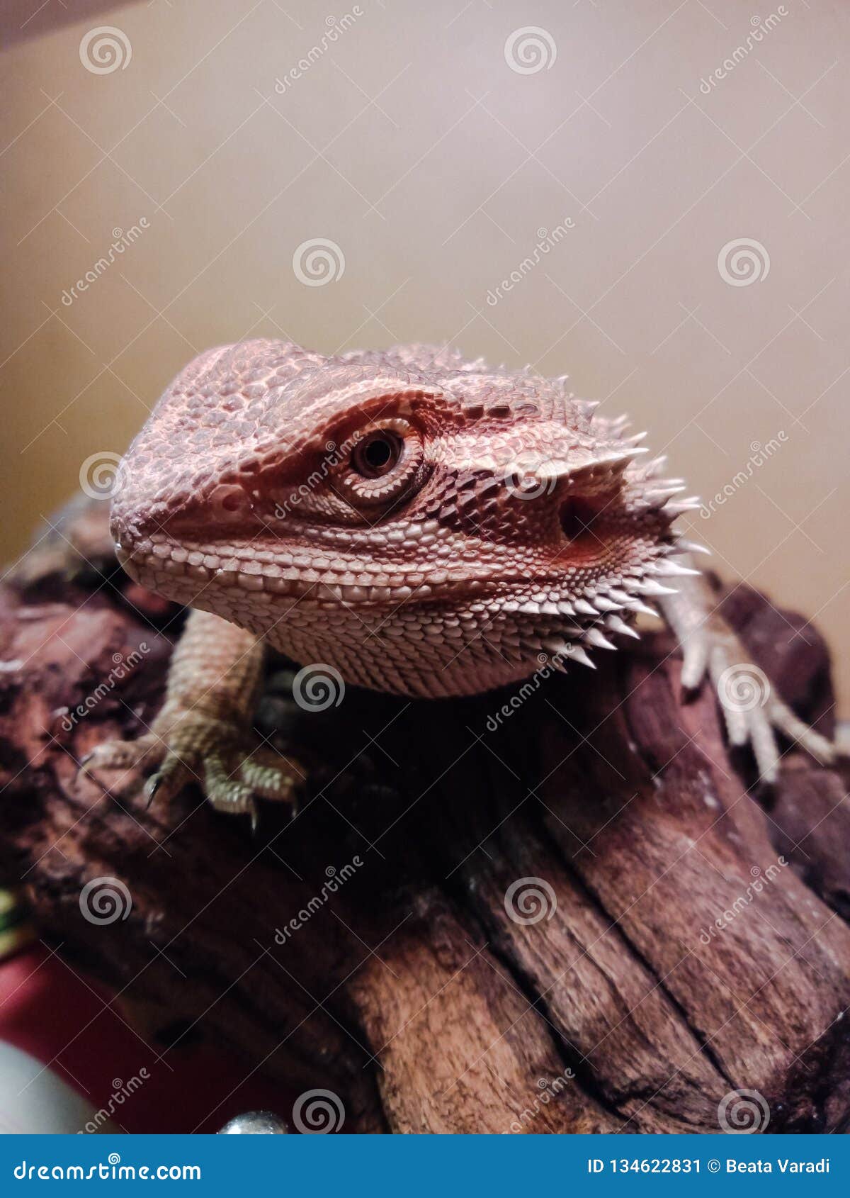 Bearded dragon close-up stock image. Image of reptile - 134622831