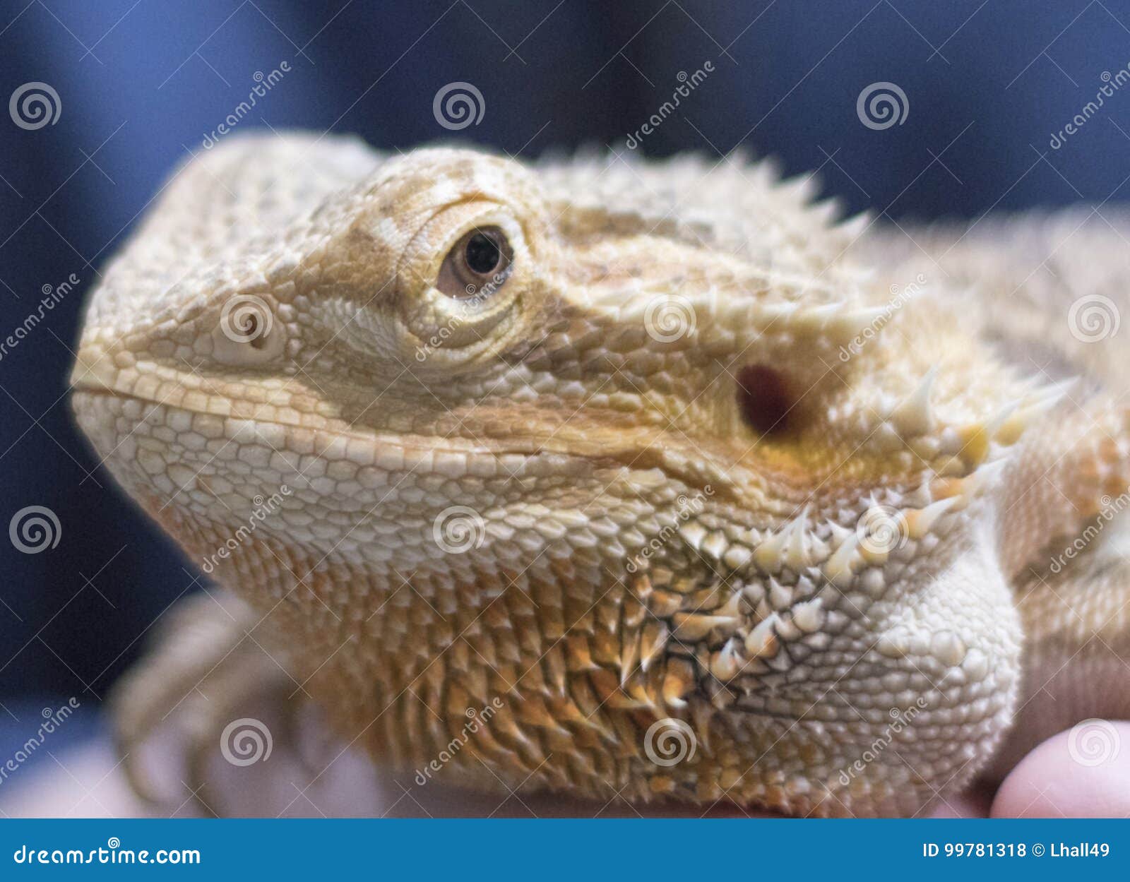 Bearded Dragon stock photo. Image of animal, australian - 99781318