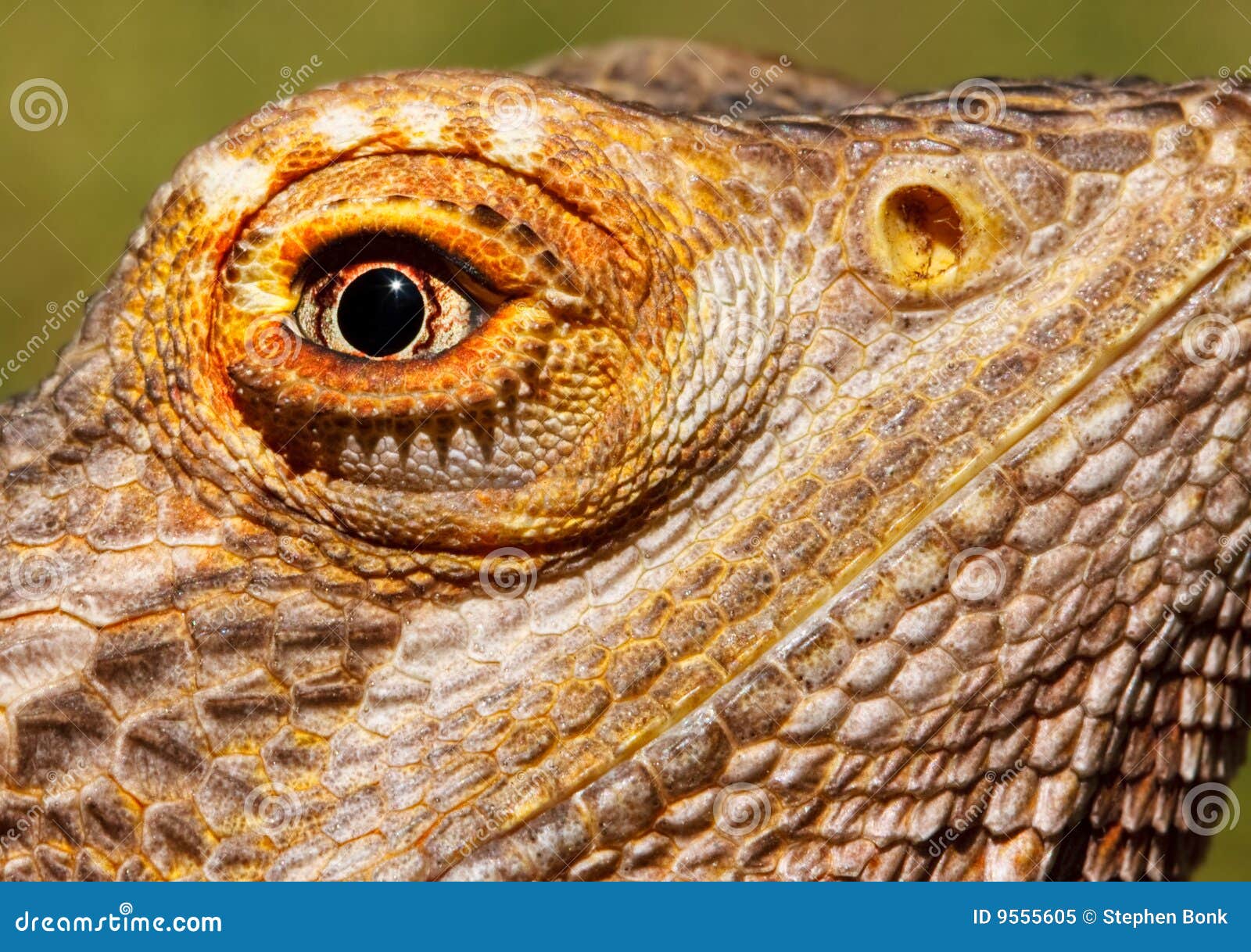 Bearded Dragon Closeup stock image. Image of animals, lizards - 9555605