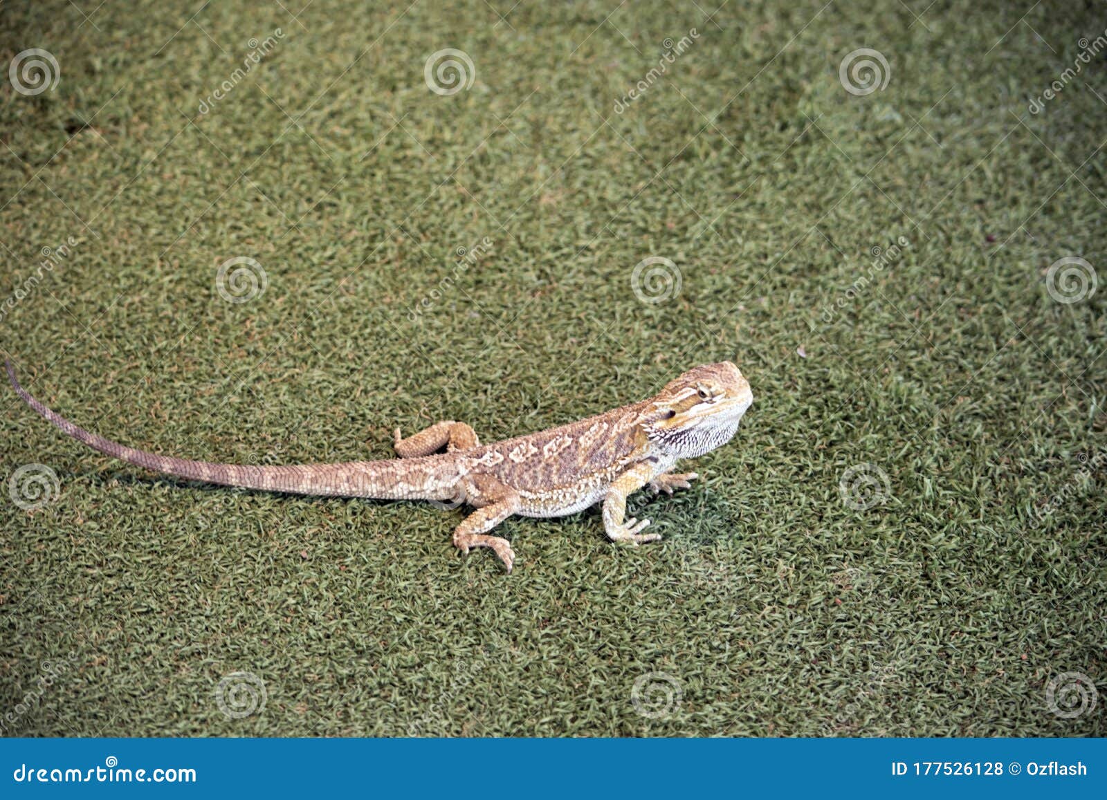 This is a Side View of a Bearded Dragon Stock Photo - Image of skink ...
