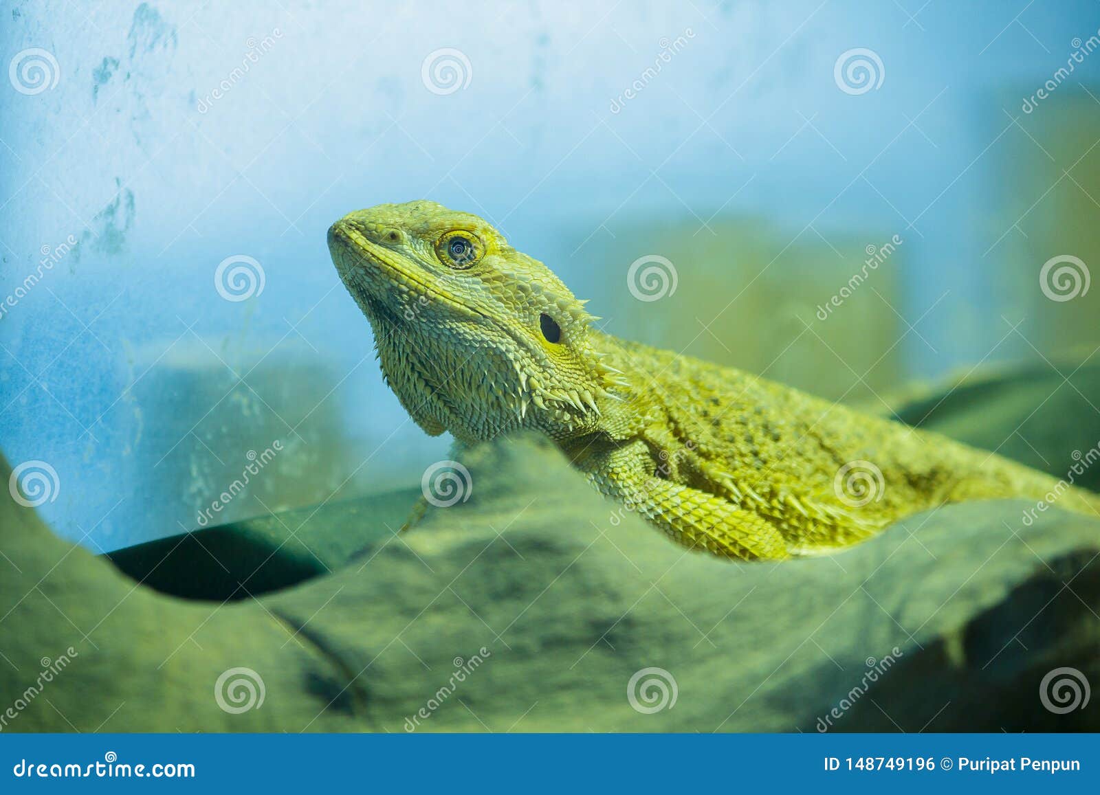 Bearded Dragon when Defending or Breeding Time Stock Photo - Image of ...