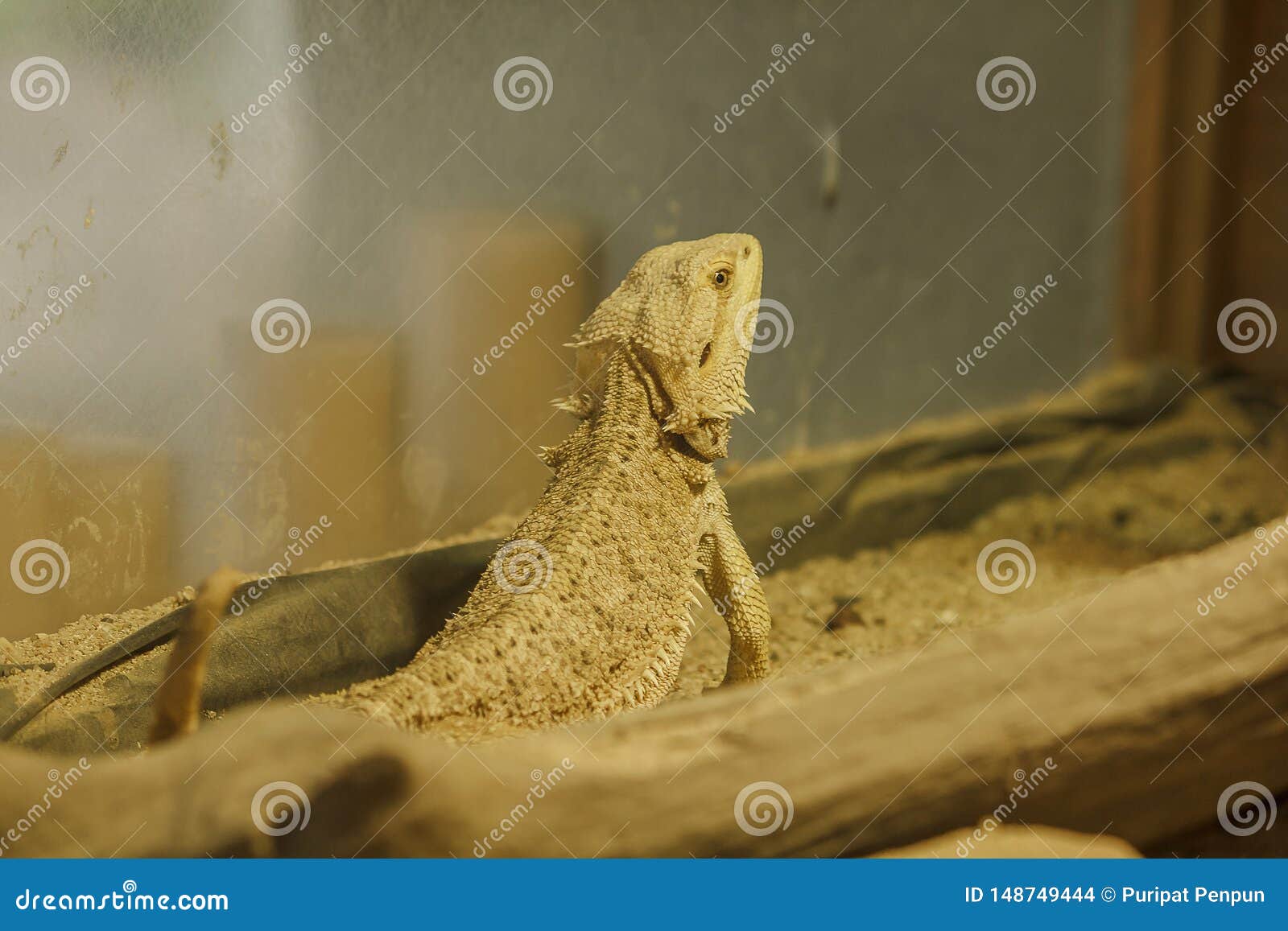 Bearded Dragon when Defending or Breeding Time Stock Photo - Image of ...