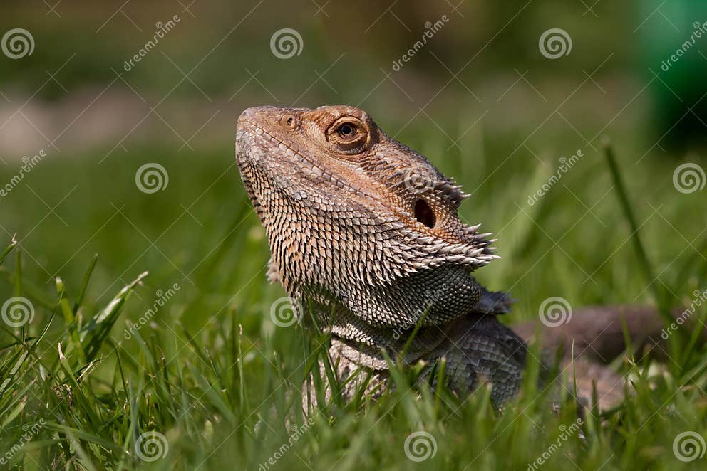 Bearded Dragon in grass stock photo. Image of dragon - 24806030