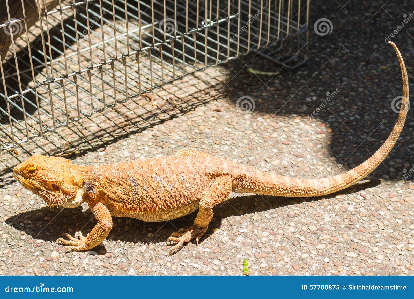 Bearded Dragon on the Ground Stock Image - Image of nature, wilderness ...