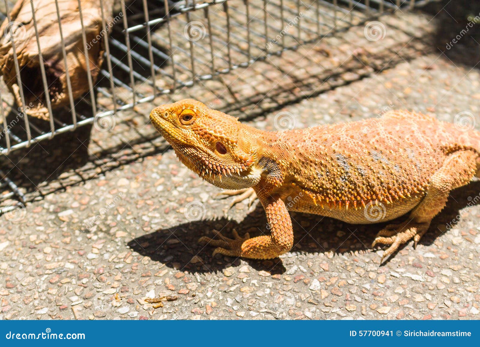 Bearded Dragon on the Ground Stock Image - Image of dragon, colour ...