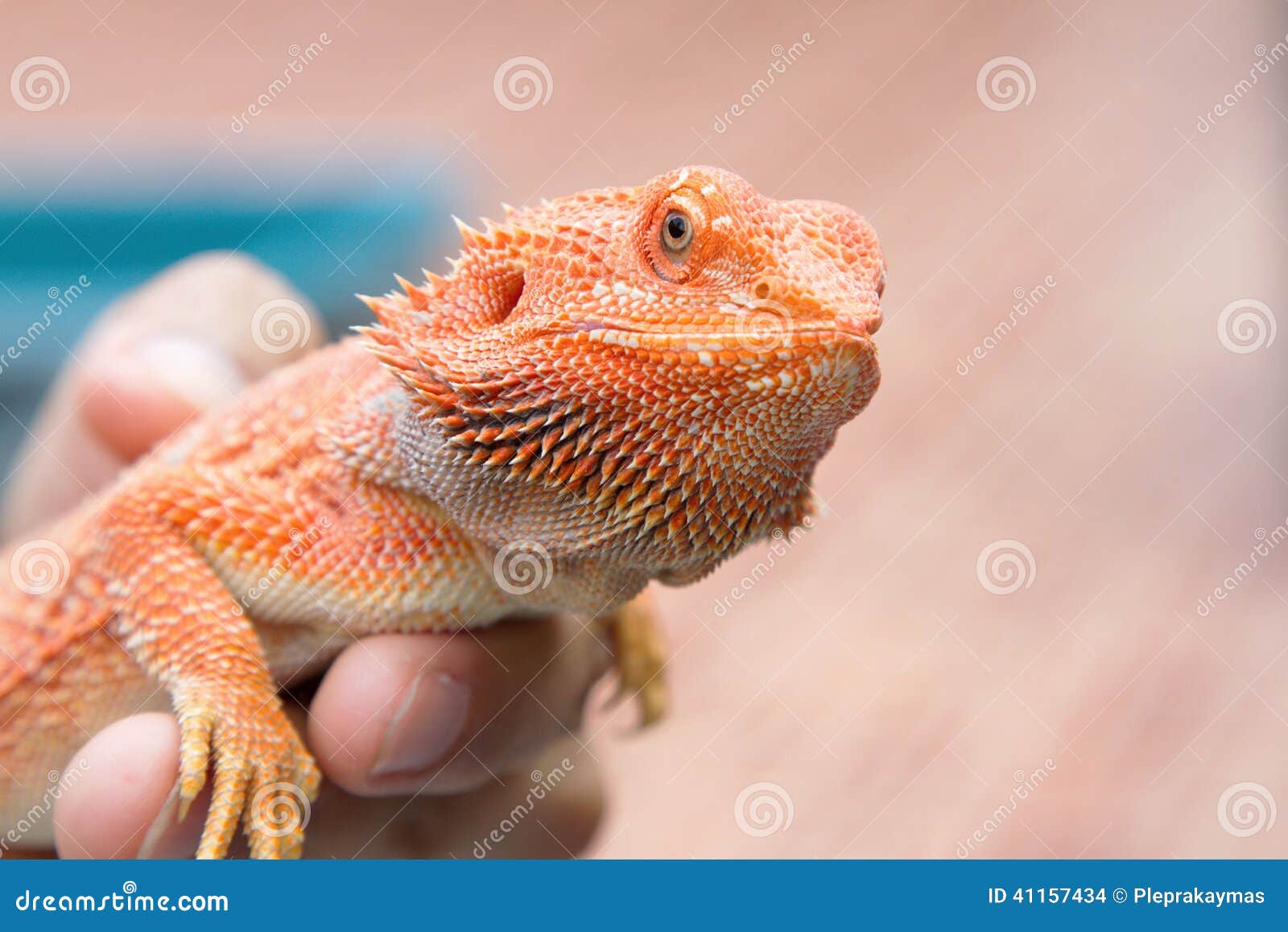 Bearded Dragon on hand stock photo. Image of wildlife - 41157434
