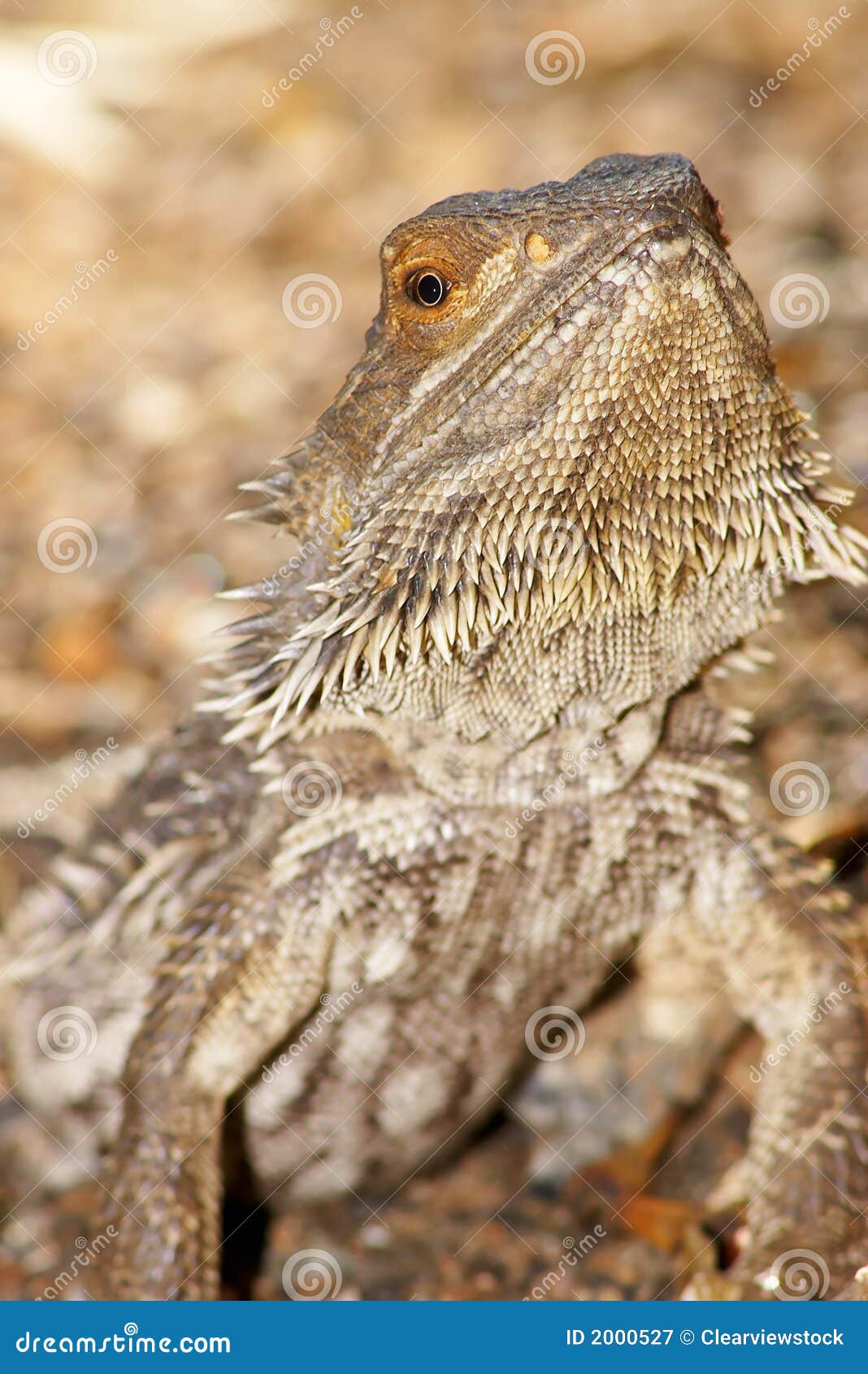 Bearded dragon lizard stock image. Image of australian - 2000527