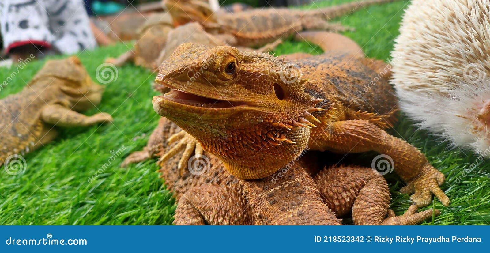 A bearded dragon lizard stock photo. Image of nature - 218523342