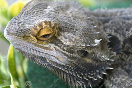 Bearded dragon lizard stock image. Image of spiked, adult - 3909393