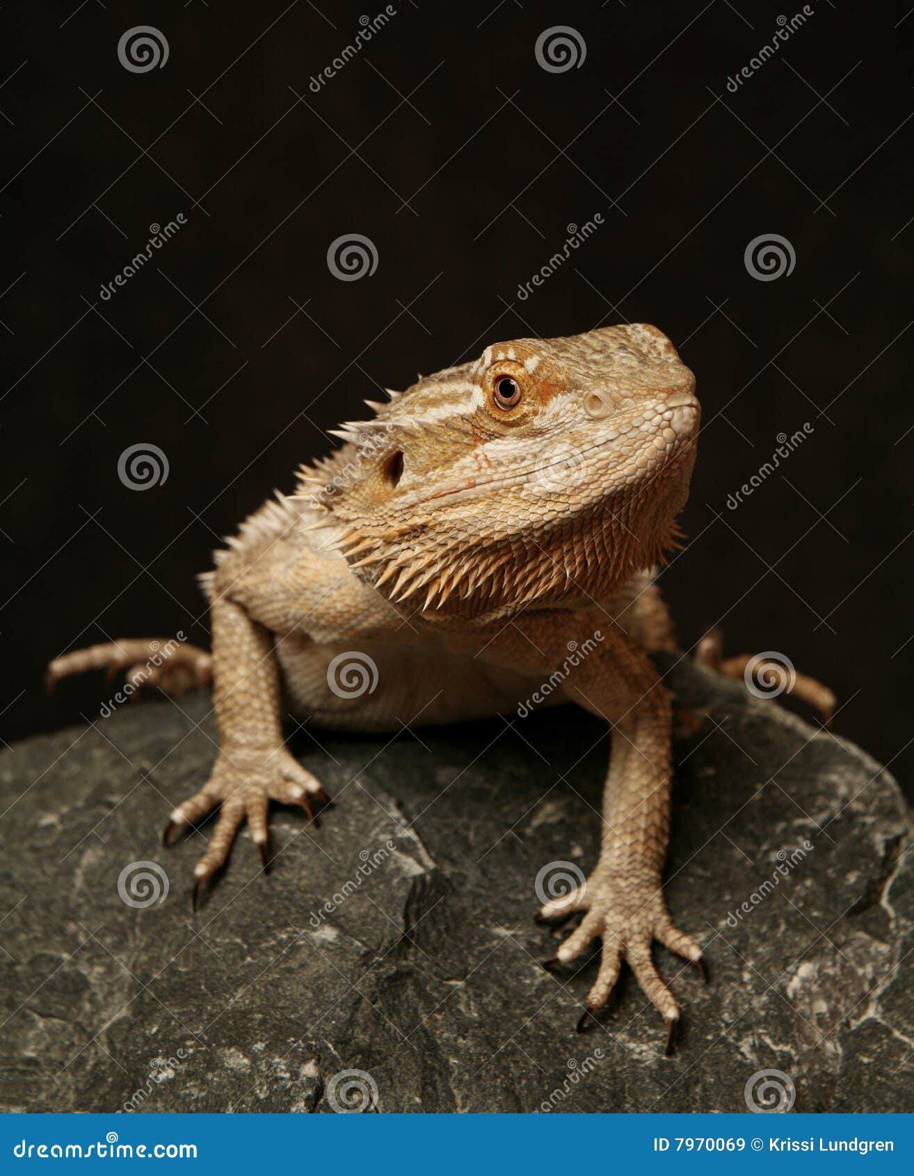 Dragon Lizard Hunting In The Forests Of Komodo Island - Indonesia Stock ...