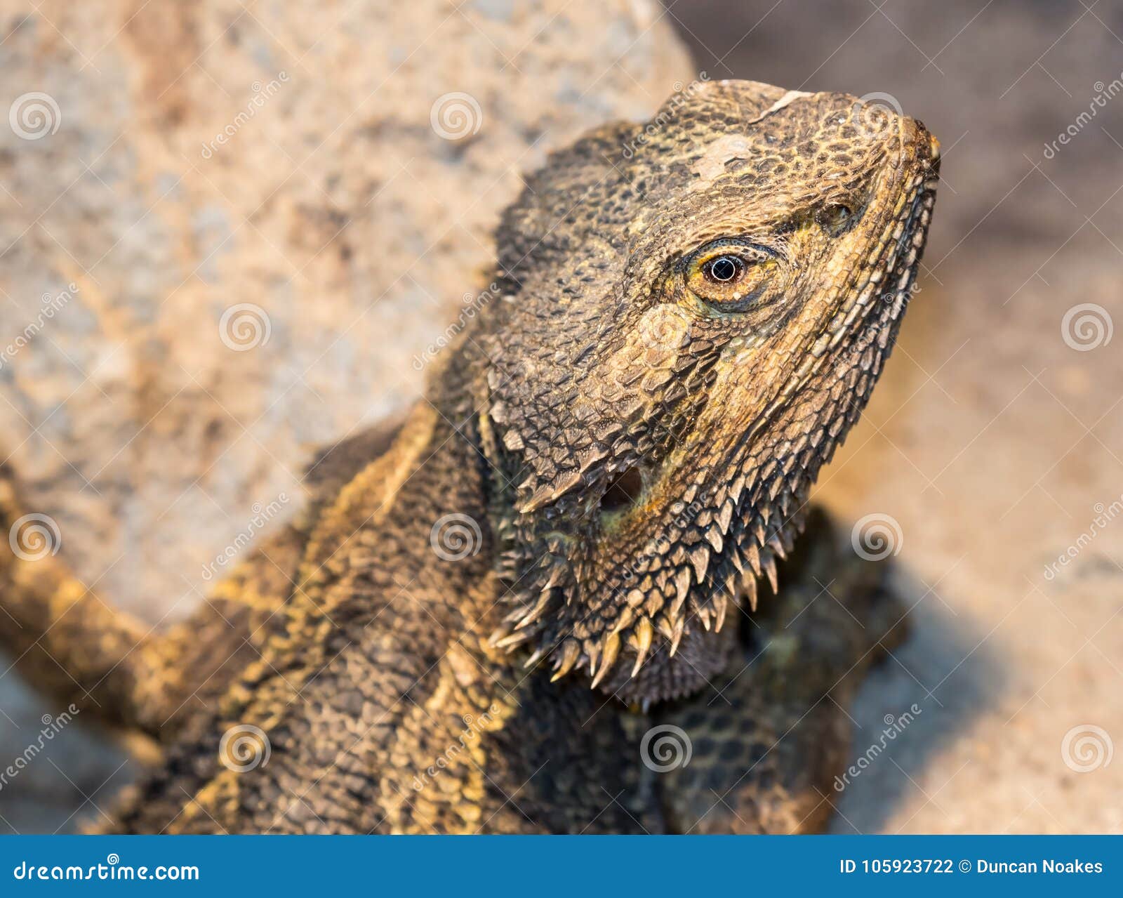 Bearded Dragon Lizard from Australia Stock Photo - Image of scale ...