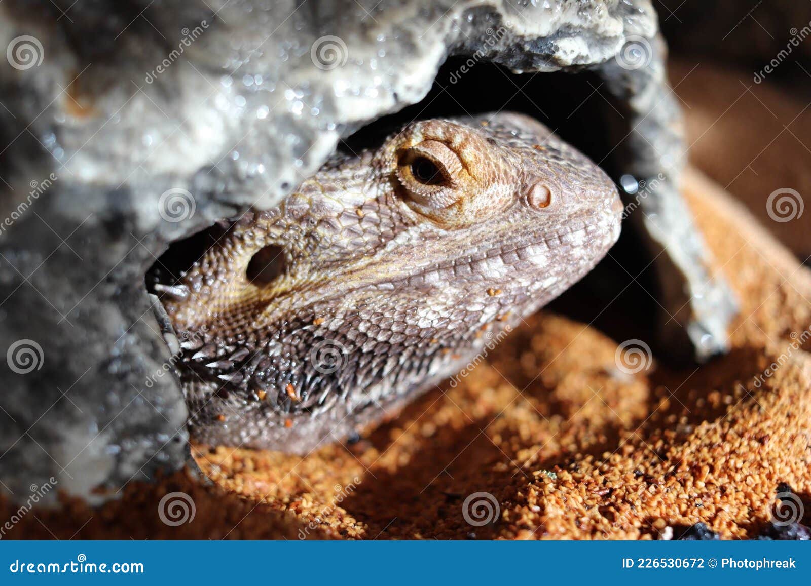 Dragon Lizard Stock Photo | CartoonDealer.com #7885422