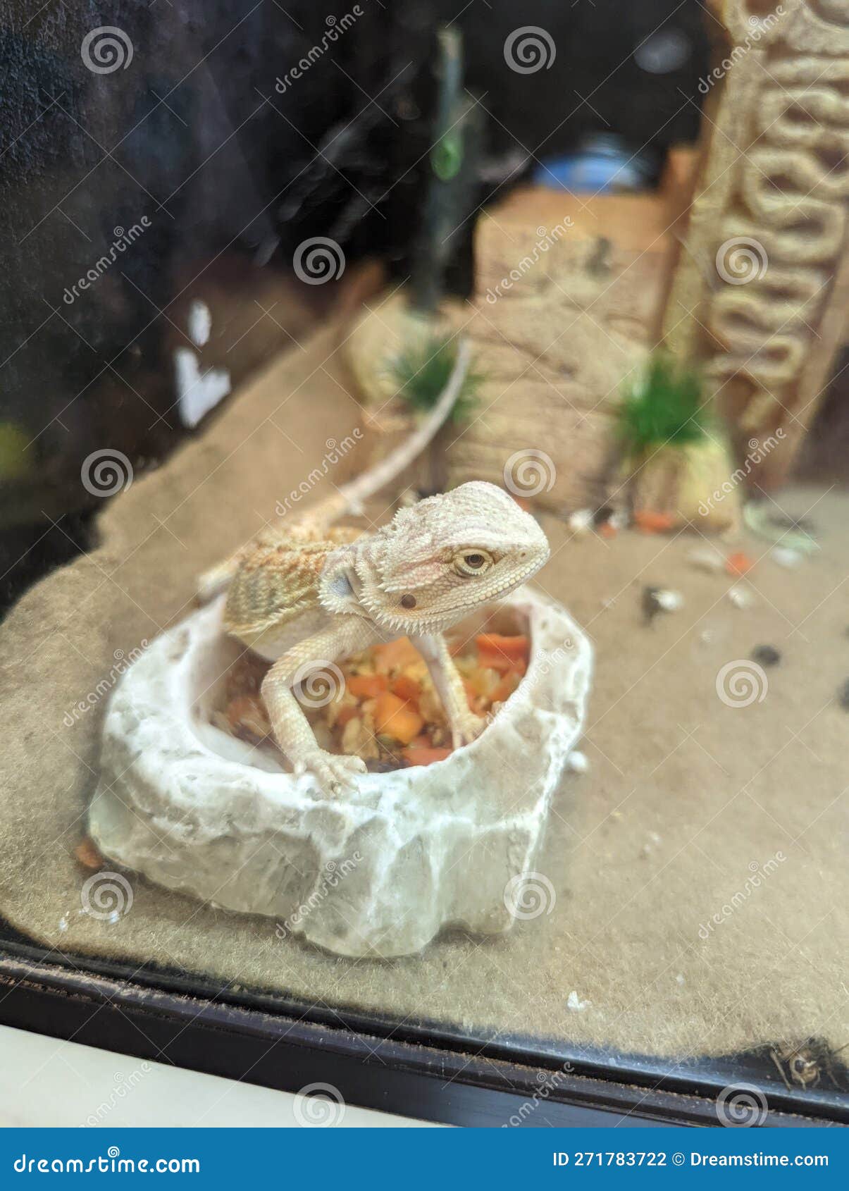 Bearded Dragon Lizard Sitting on Food Dish Stock Photo - Image of ...