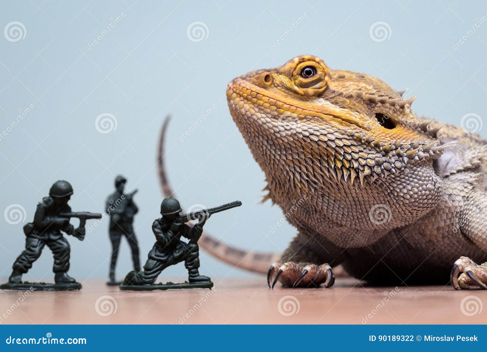 Bearded Dragon Monster Dinosaur Stock Photo - Image of closeup, biology ...