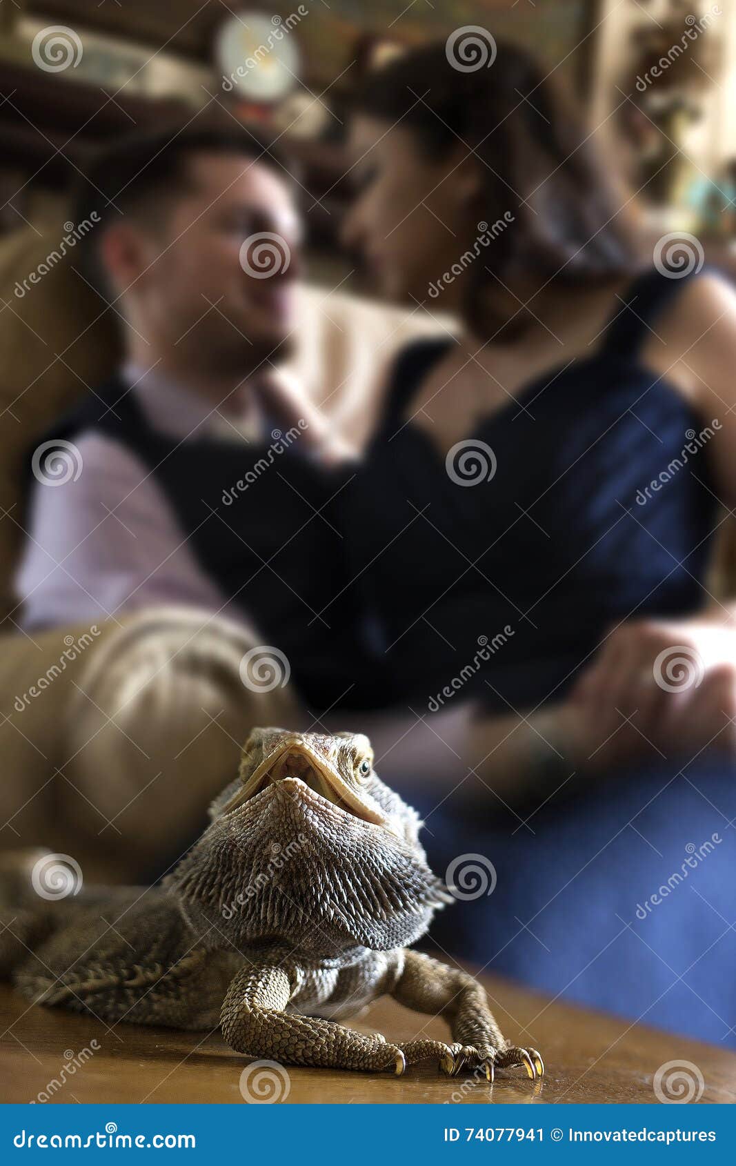 Bearded Dragon Pet and Owners Stock Image - Image of affectionate ...