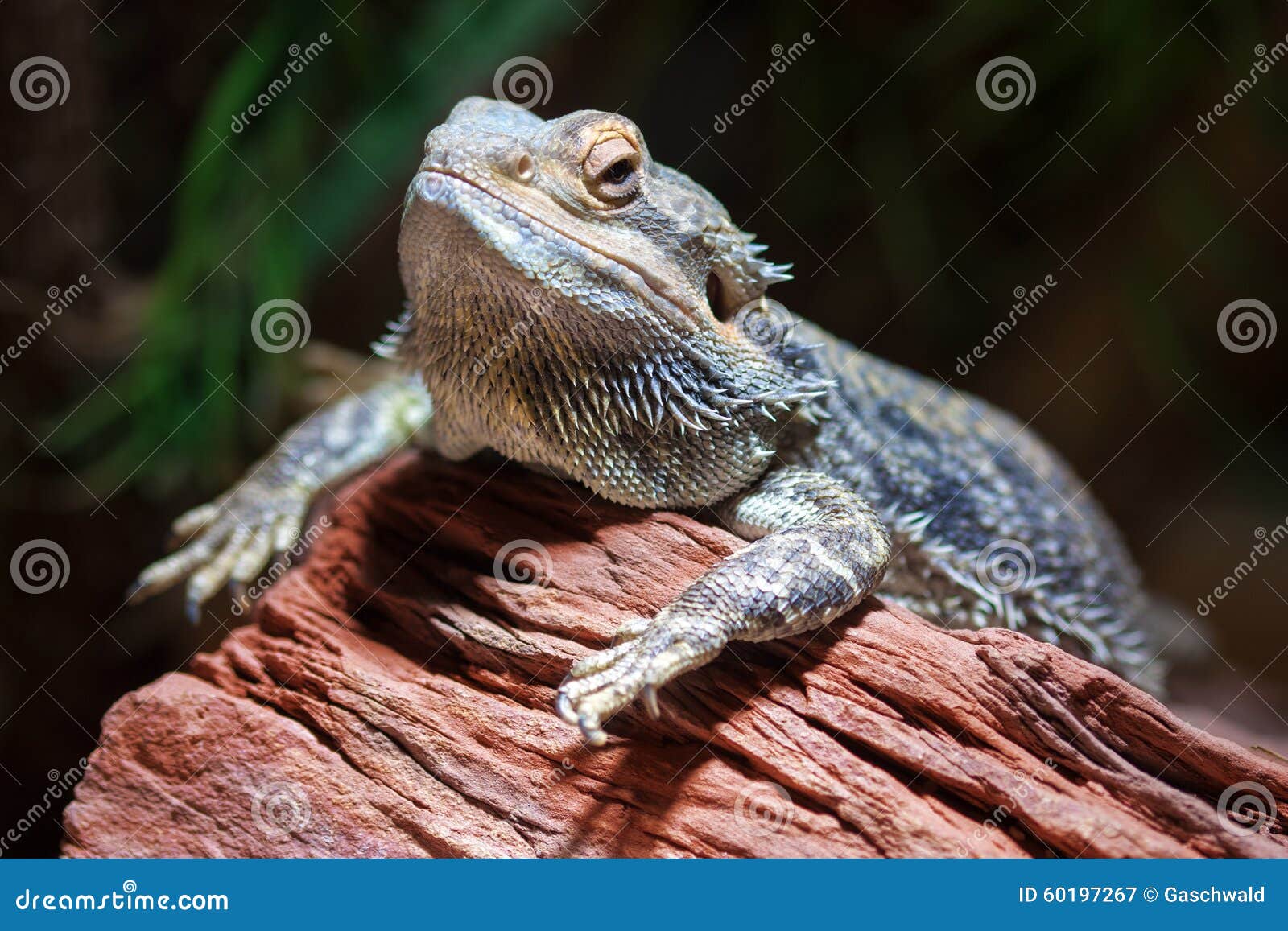 Bearded dragon (Pogona) stock image. Image of bearded - 60197267