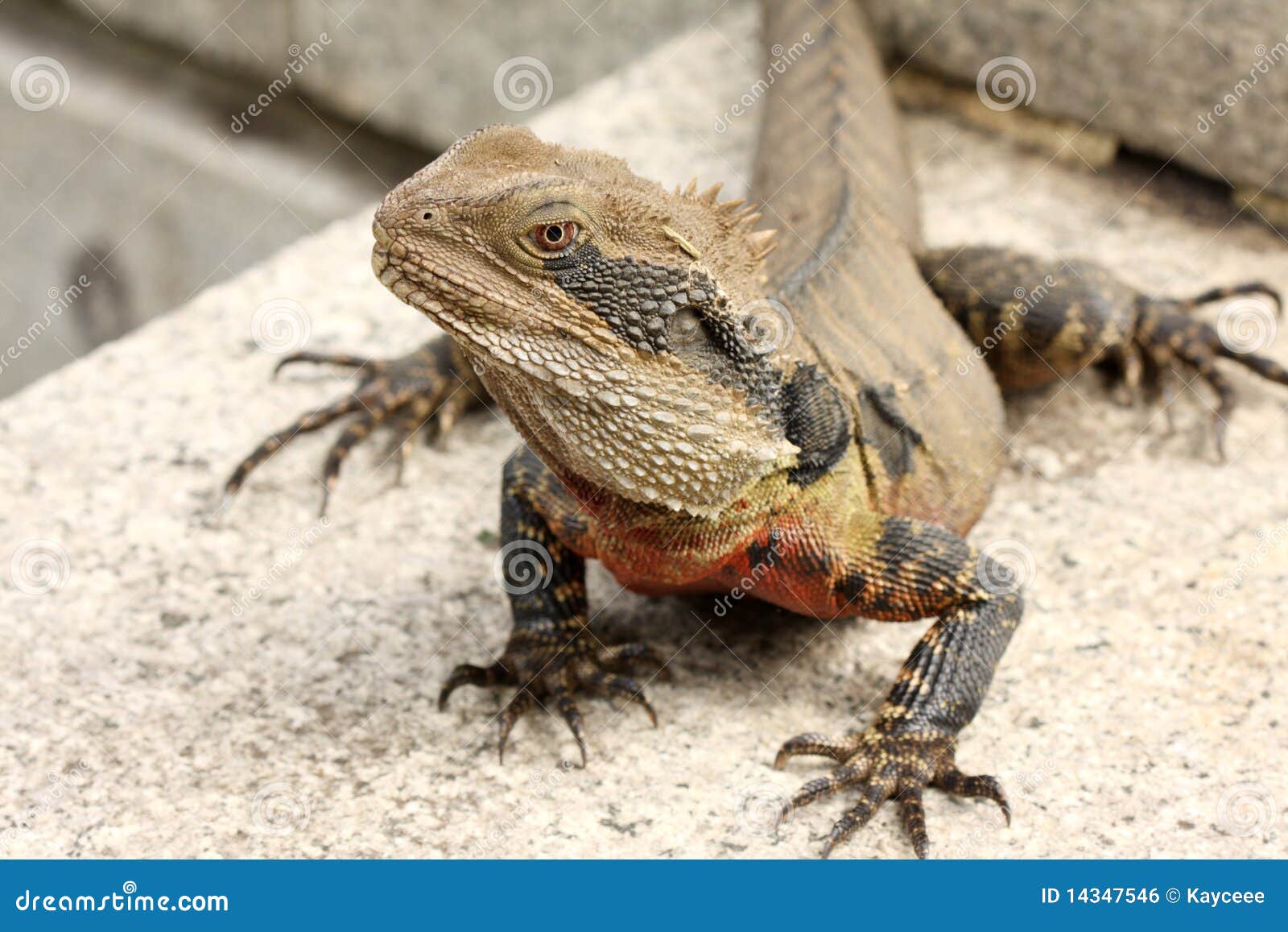 Bearded Dragon (pogona Vitticeps) Stock Photo - Image of brown, wild ...