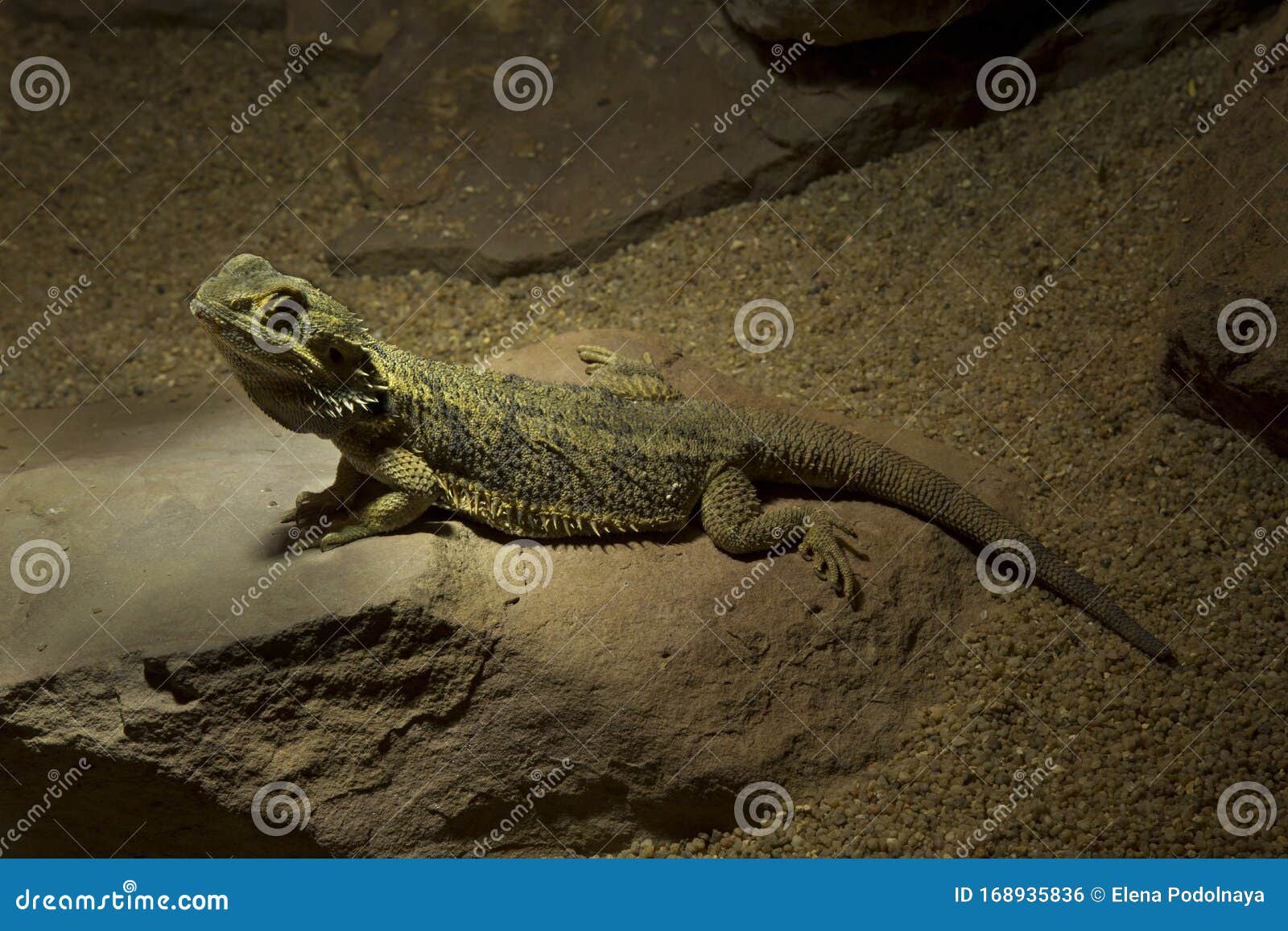 The Bearded Dragon Pogona Vitticeps. Stock Photo - Image of wild ...