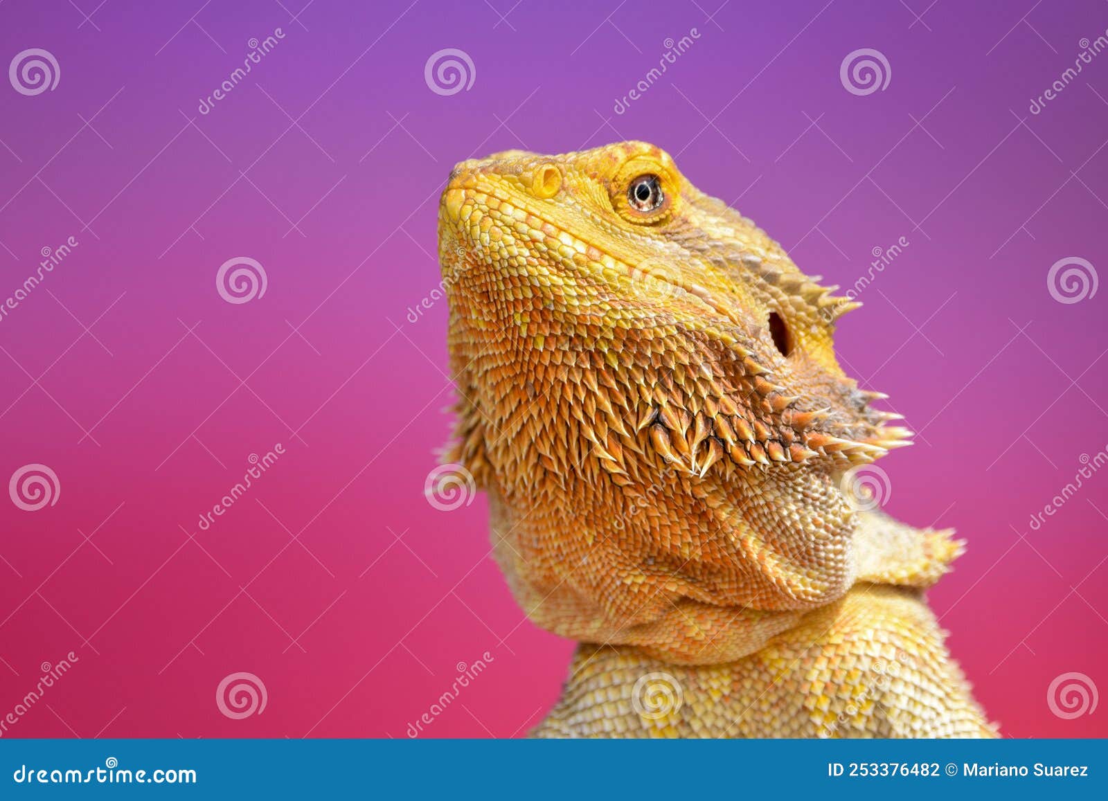 Bearded Dragon portrait stock photo. Image of gecko - 253376482