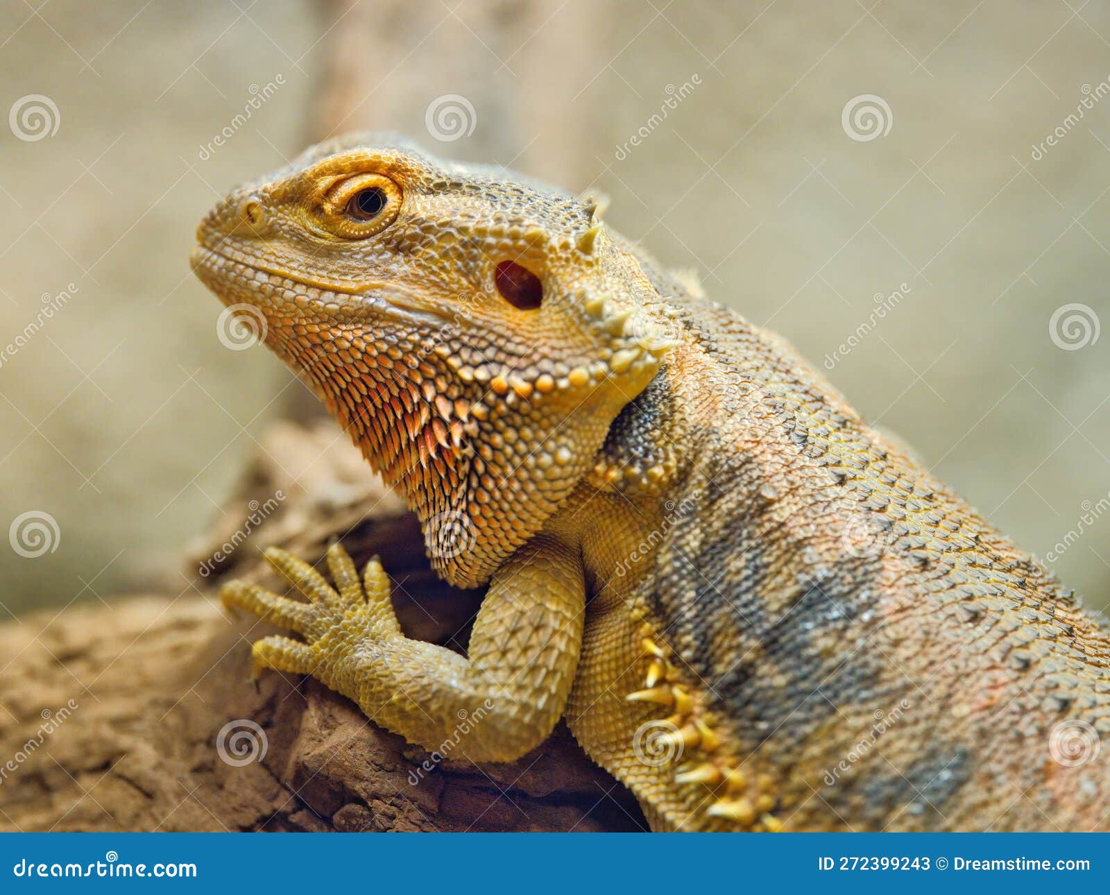 Bearded Dragon Reptile Side Portrait Stock Image - Image of wildlife ...