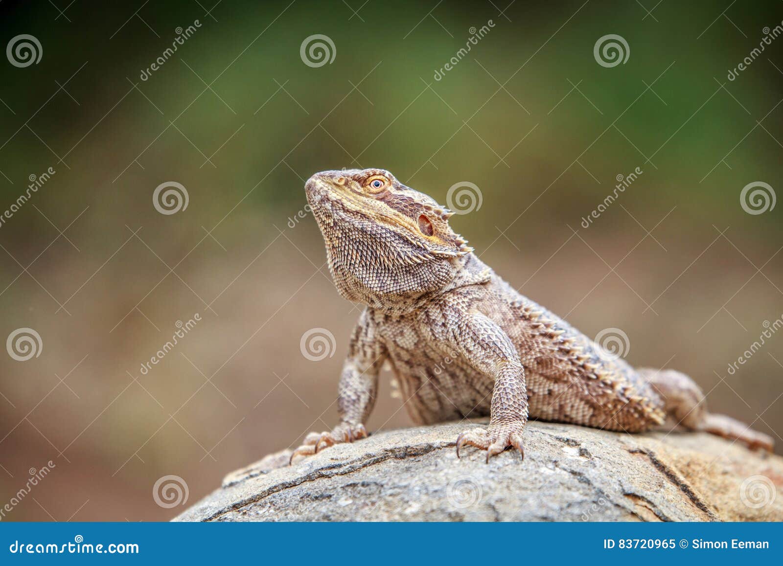 Bearded dragon on a rock. stock image. Image of agama - 83720965
