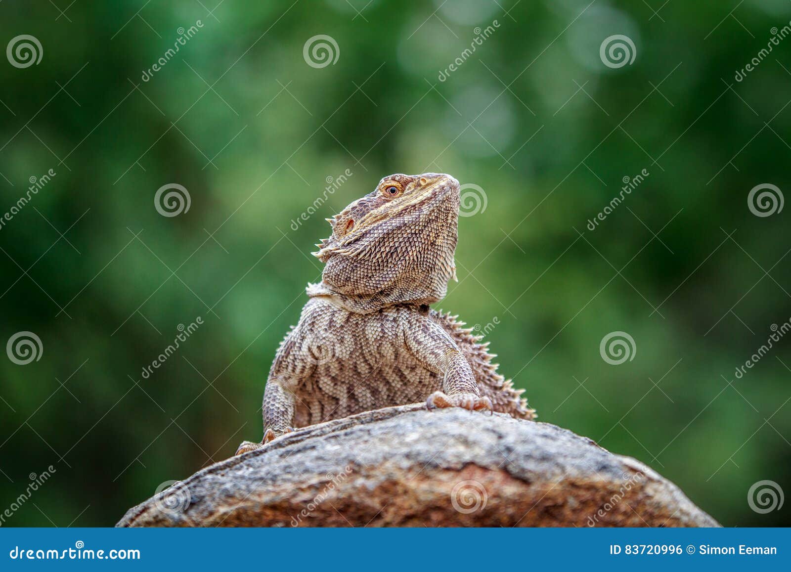 Bearded dragon on a rock. stock photo. Image of ferocious - 83720996