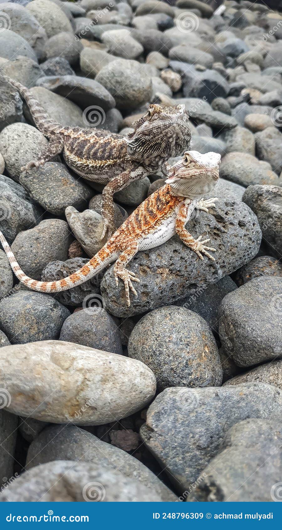 Bearded dragon on rock stock image. Image of reptile - 248796309