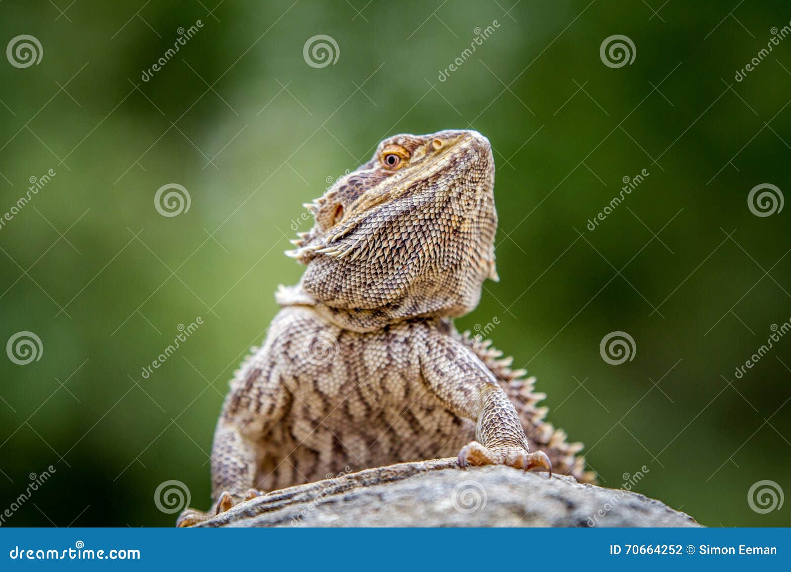 Bearded dragon on a rock. stock photo. Image of south - 70664252