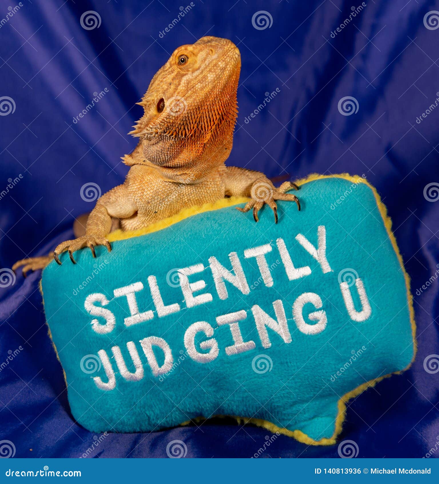 Silently Judging Bearded Dragon Stock Photo - Image of animal, desert ...