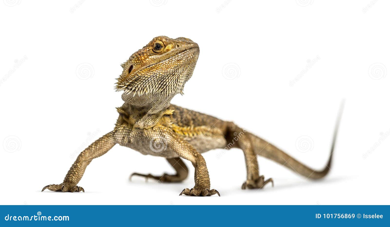 Bearded Dragon Standing, Isolated Stock Image - Image of pogona ...